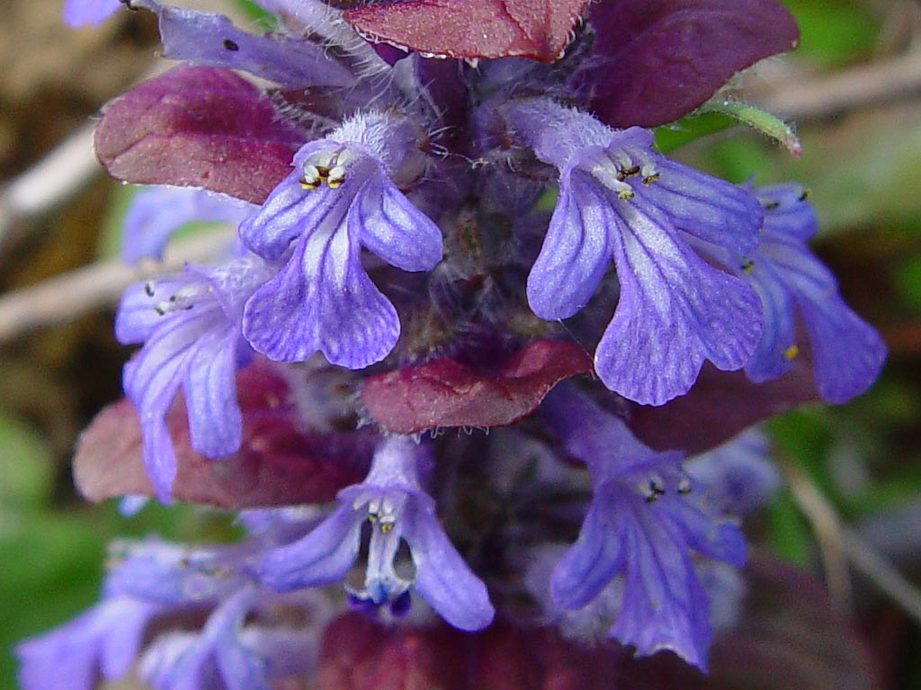FLORS: Búgula, consolda (Ajuga reptans)