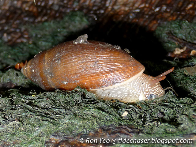 tHE tiDE cHAsER: Hollow-shelled Snails (Phylum Mollusca: Family ...
