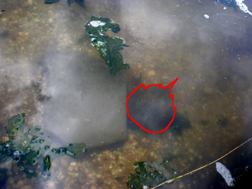 The Crooks in the Lot: 2012 Cold Spring Harbor Laboratory Meeting on ...