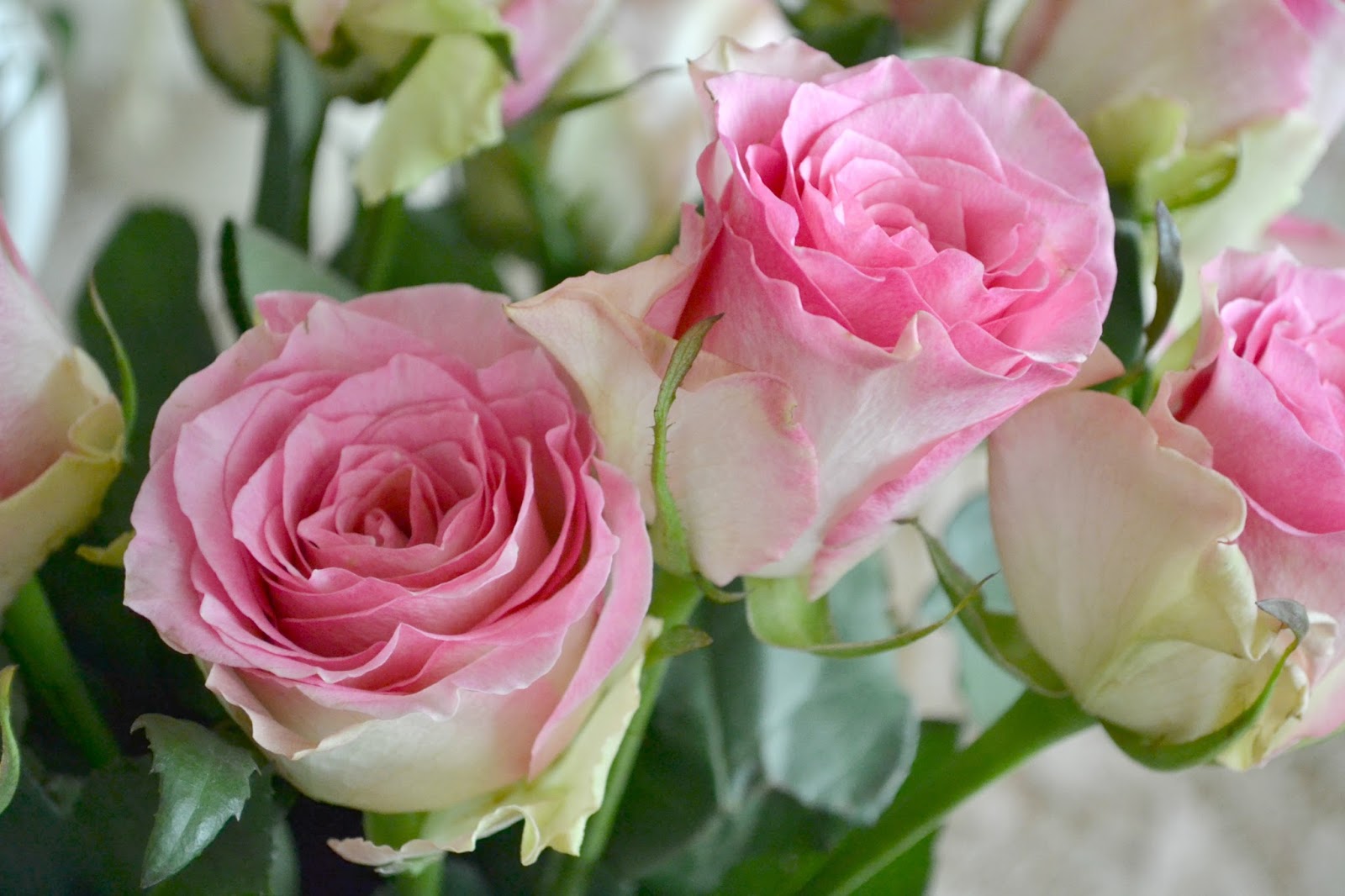 Jennelise: Pretty Pink Roses