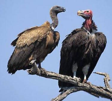 Stinky Gringo Margaritas: Today is National Buzzard's Day