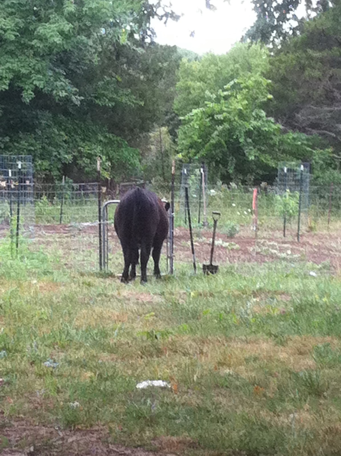 Country Life: Cows in the yard