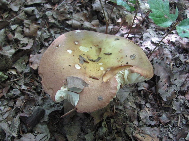 Guía de Setas y Hongos de Navarra.: Russula faginea Romagn
