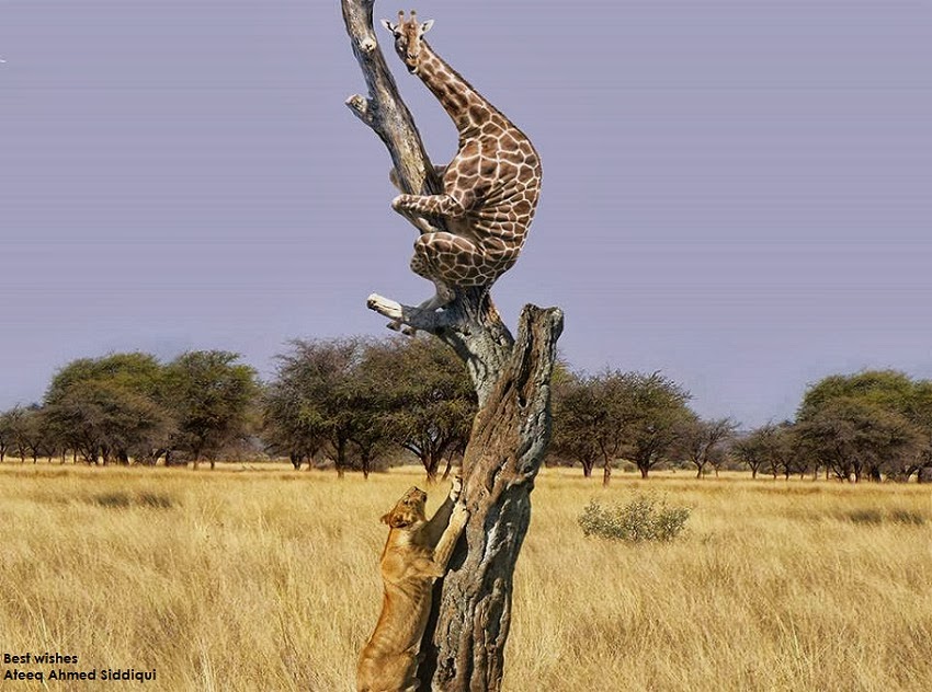 SPIRITUAL BLISS: THIS IS MAYA !! -- VALUE OF FLESH