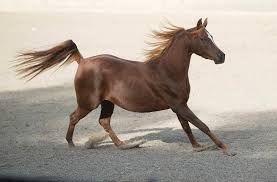 About the original Arabian horse - here and there