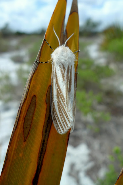 Field Notes: Life in the Scrub