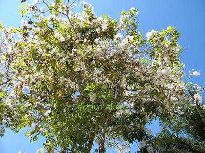 Dedaun Alam: Musim Bunga Di Langkawi
