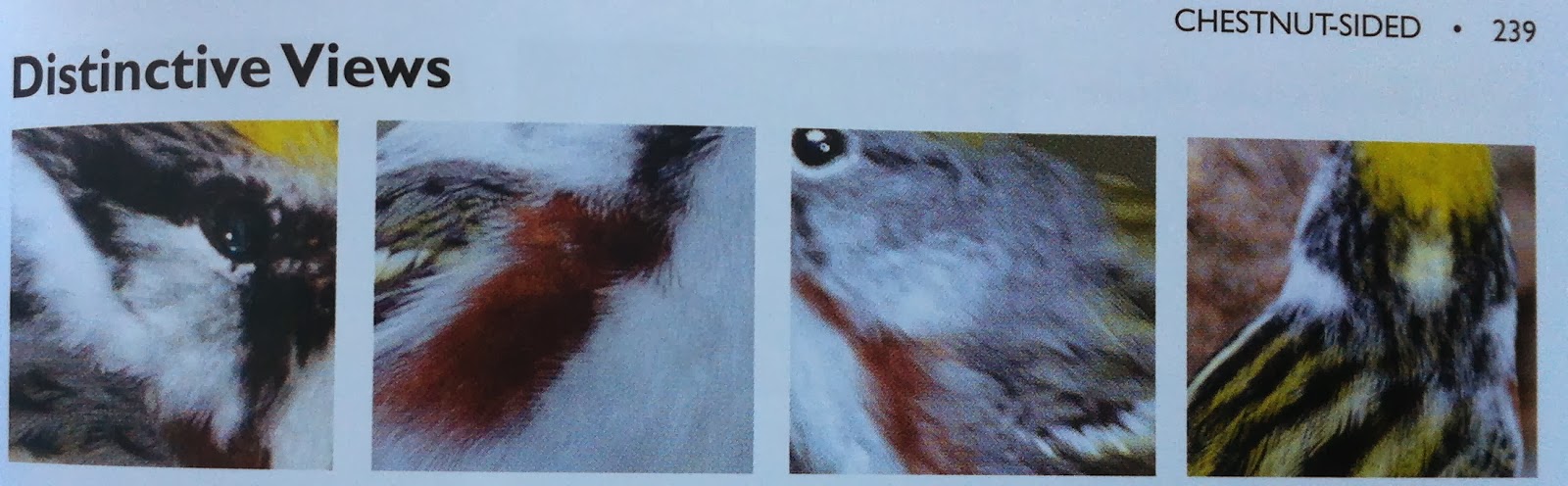 Arcticory...: "THE WARBLER GUIDE"