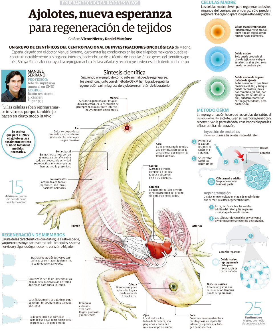 Info animales: EL AJOLOTE PARTE 3