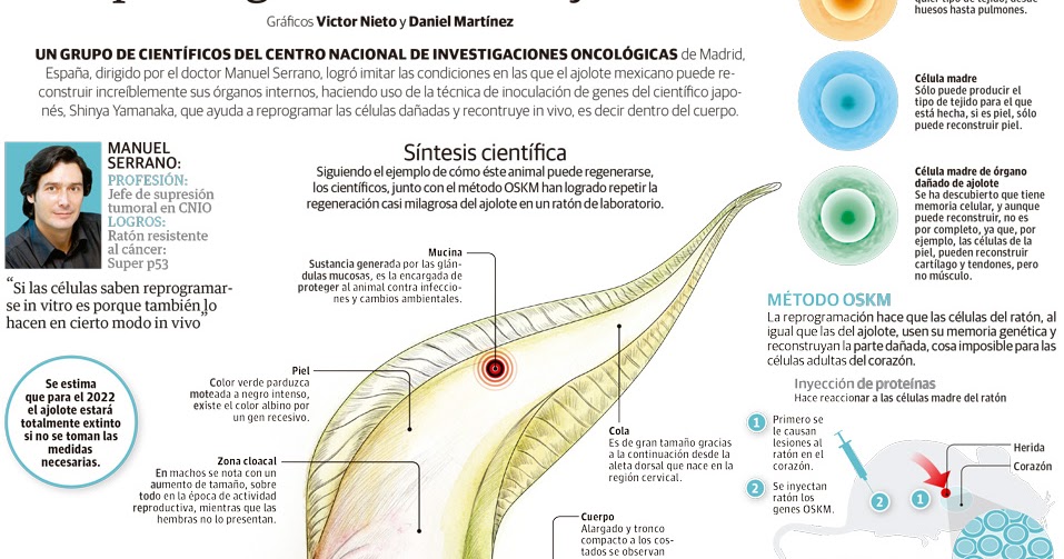 Info animales: EL AJOLOTE PARTE 3