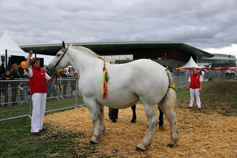 Percheron International: Des Percherons Au Sommet