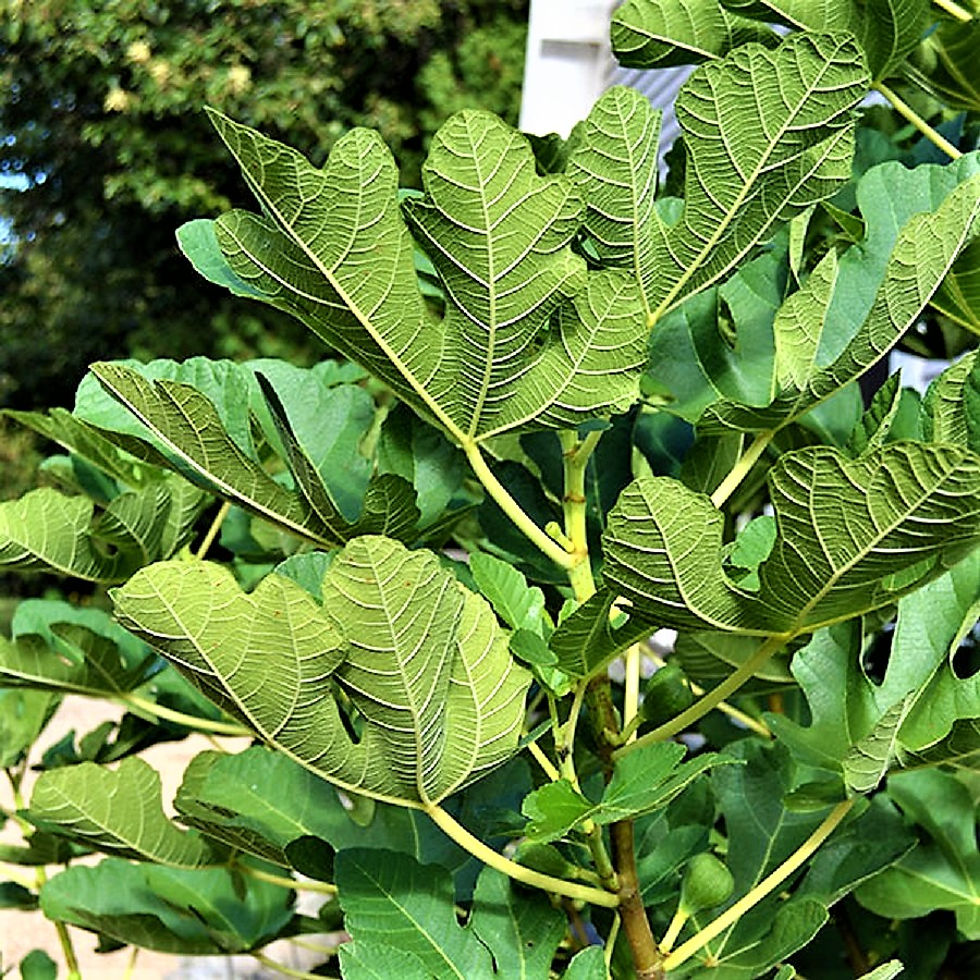Early American Gardens: History Blooms at Monticello - Green Ischia Fig