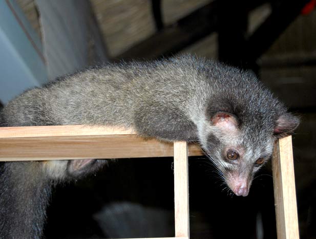 Musang or Masked Asian Civet Cat: Loving a musang named Bindi