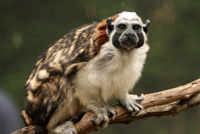 Geoffrey Tamarin | The Life of Animals