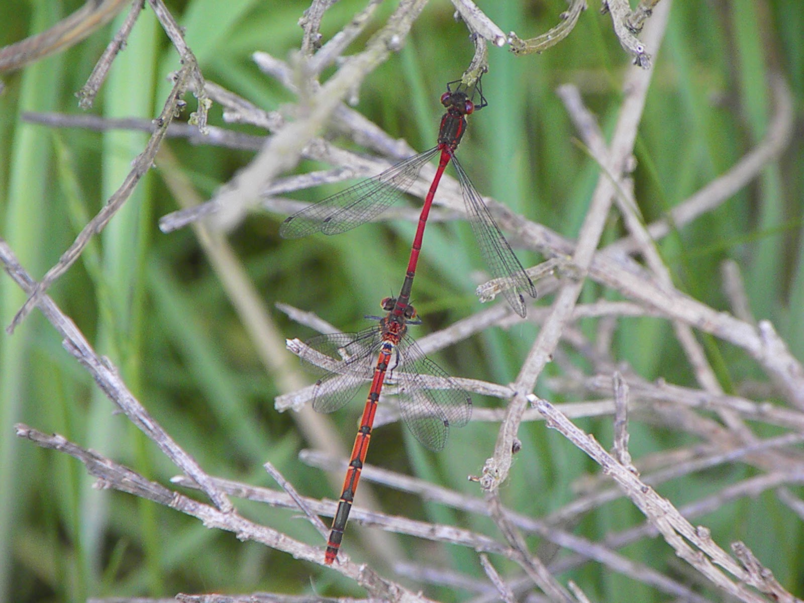 Oats Royd Nature Reserve – Halifax Scientific Society