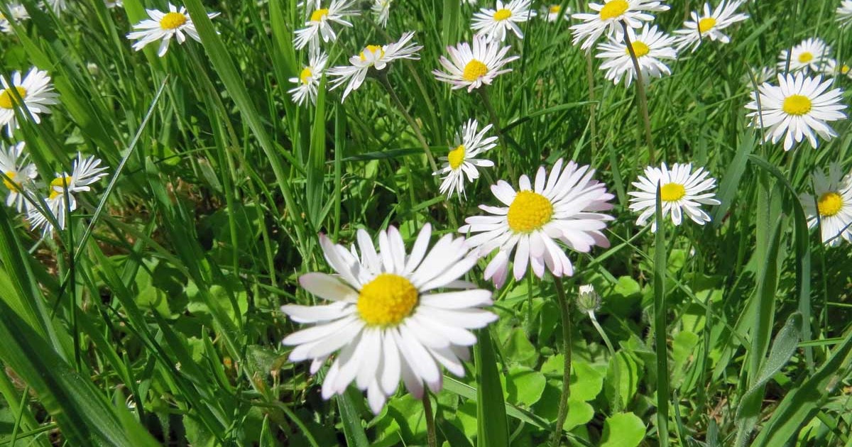 Frieda Oxenham: Dancing Daisies