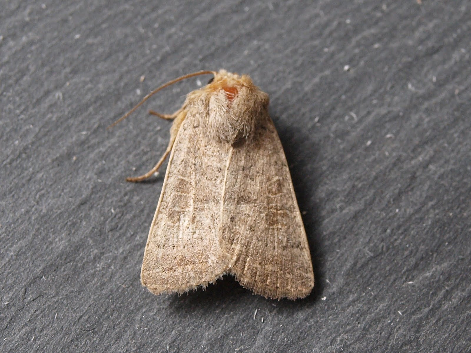 Ragged Robin's Nature Notes: A Beautiful Yellow Moth