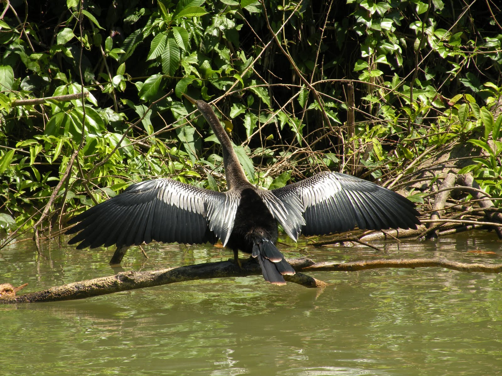 Dreamer Farm Belize: Monkey river trip