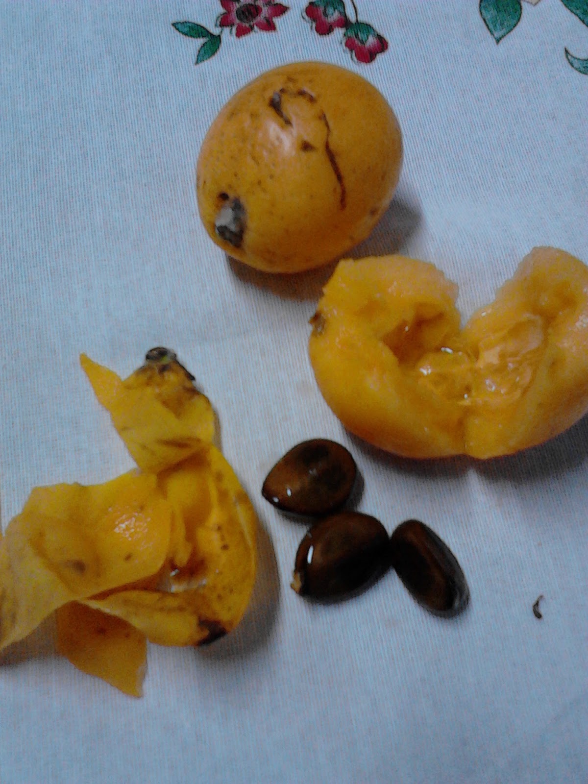 A Minha Pequena Horta: Nêsperas