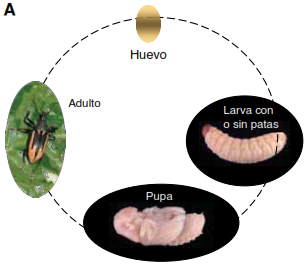 ENTOMOLOGÍA AGRÍCOLA