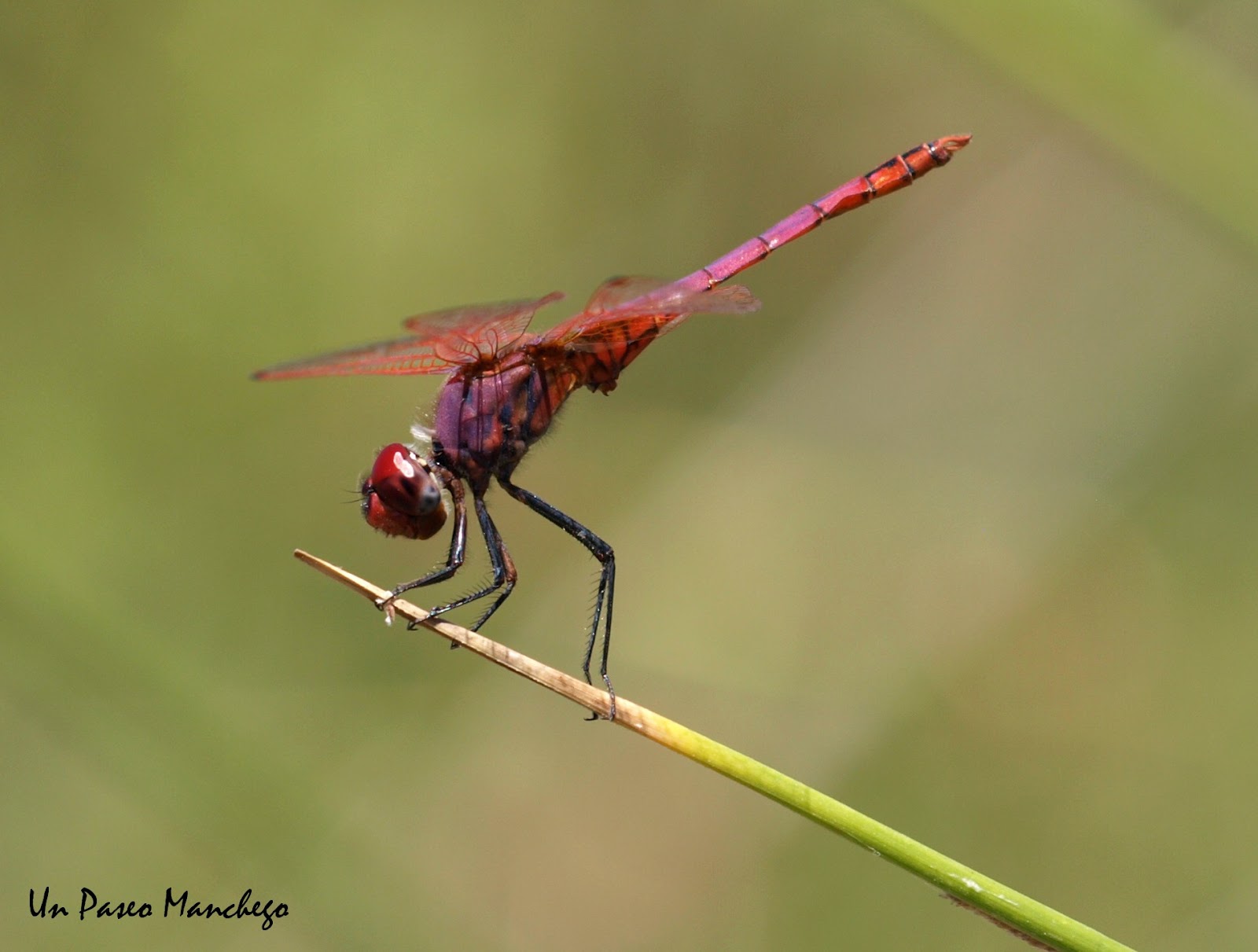 Un Paseo Manchego: Libélula Violeta o de Alas Caídas; Trithemis annulata.