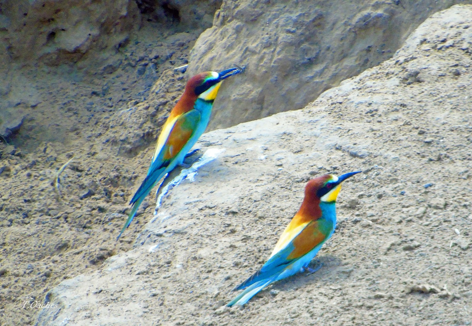 PASARI DIN ROMANIA: PRIGORIE, Merops apiaster