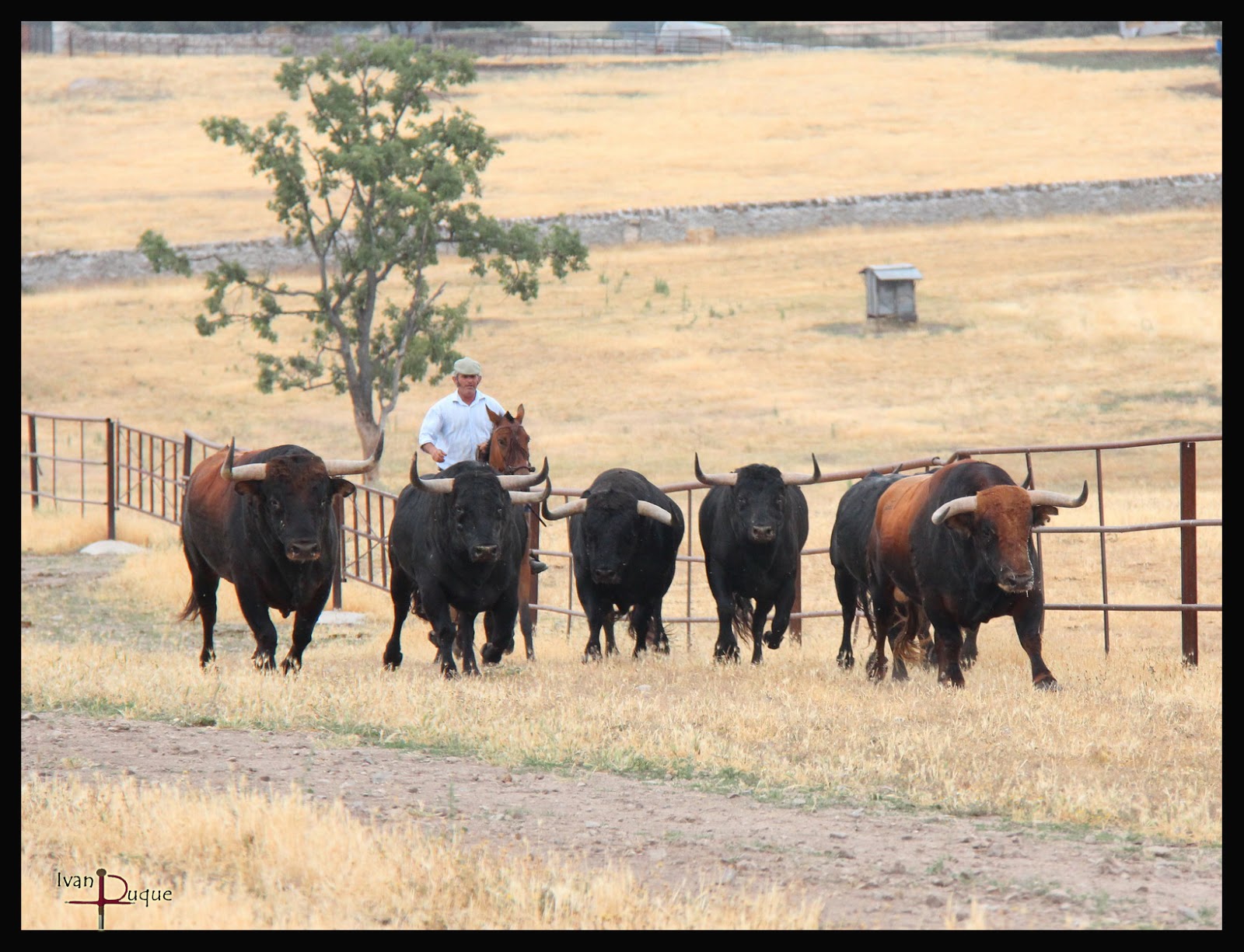 DESDETORILES: GANADERÍA DE D. VICTORIANO DEL RIO