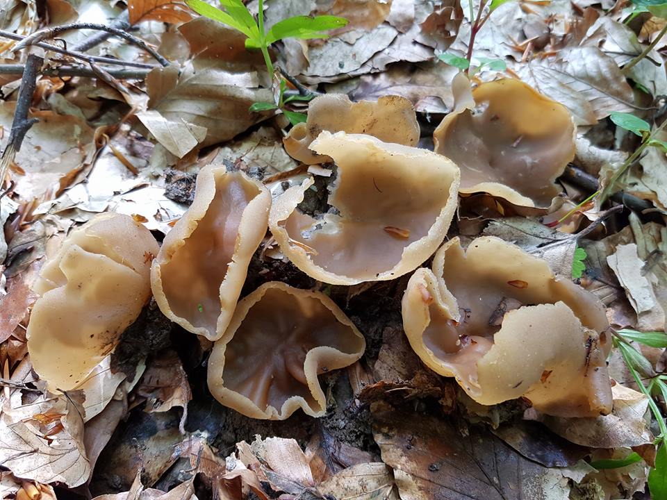 Čudesni svet gljiva na planini Kukavici: Peziza varia