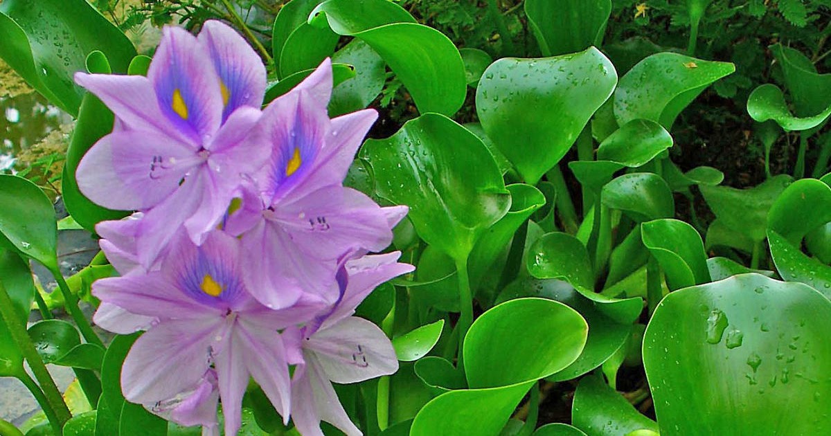 Biogil: PLANTA INVASORA ORIGINÁRIA DO BRASIL PODE DESTRUIR O MAIOR LAGO ...