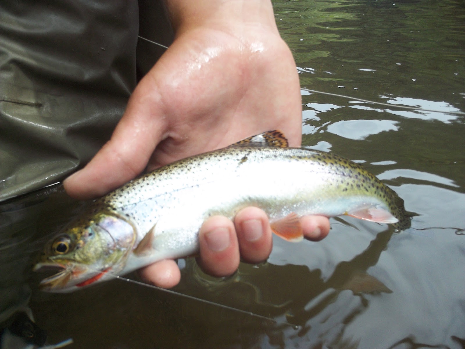 Pacific Northwest Fly Fishing: Two birthdays +bumps & bruises