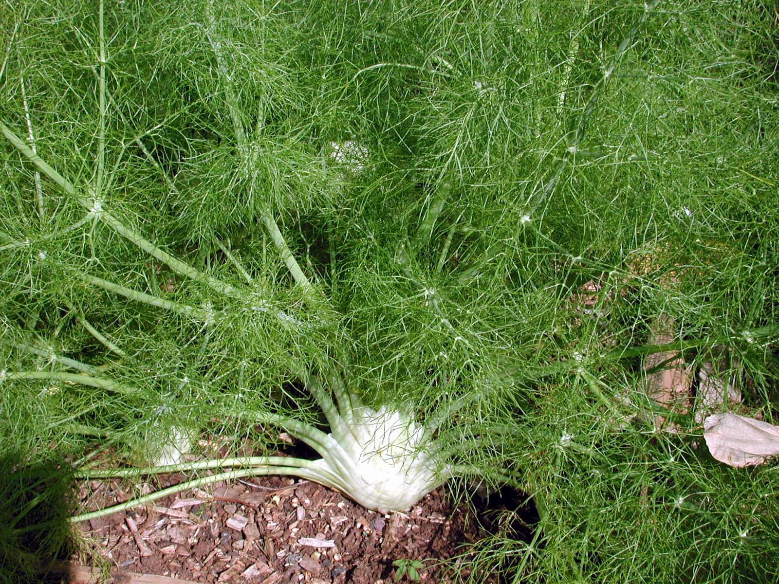 Fennel Plant
