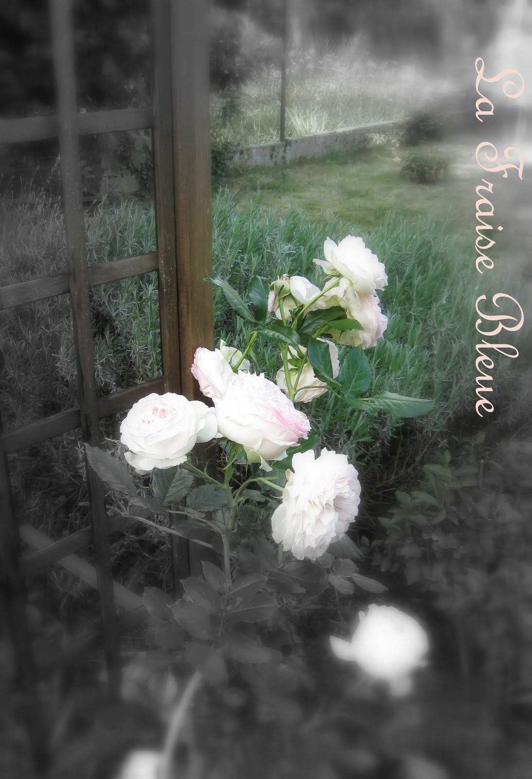 Mignonne, allons voir si la rose…: Pierre de Ronsard