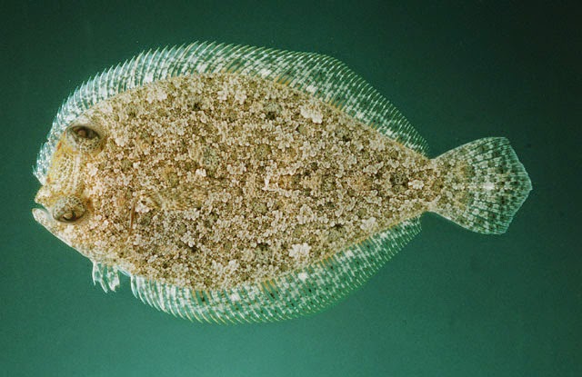 Artes de Pesca: PLEURONECTIFORMES