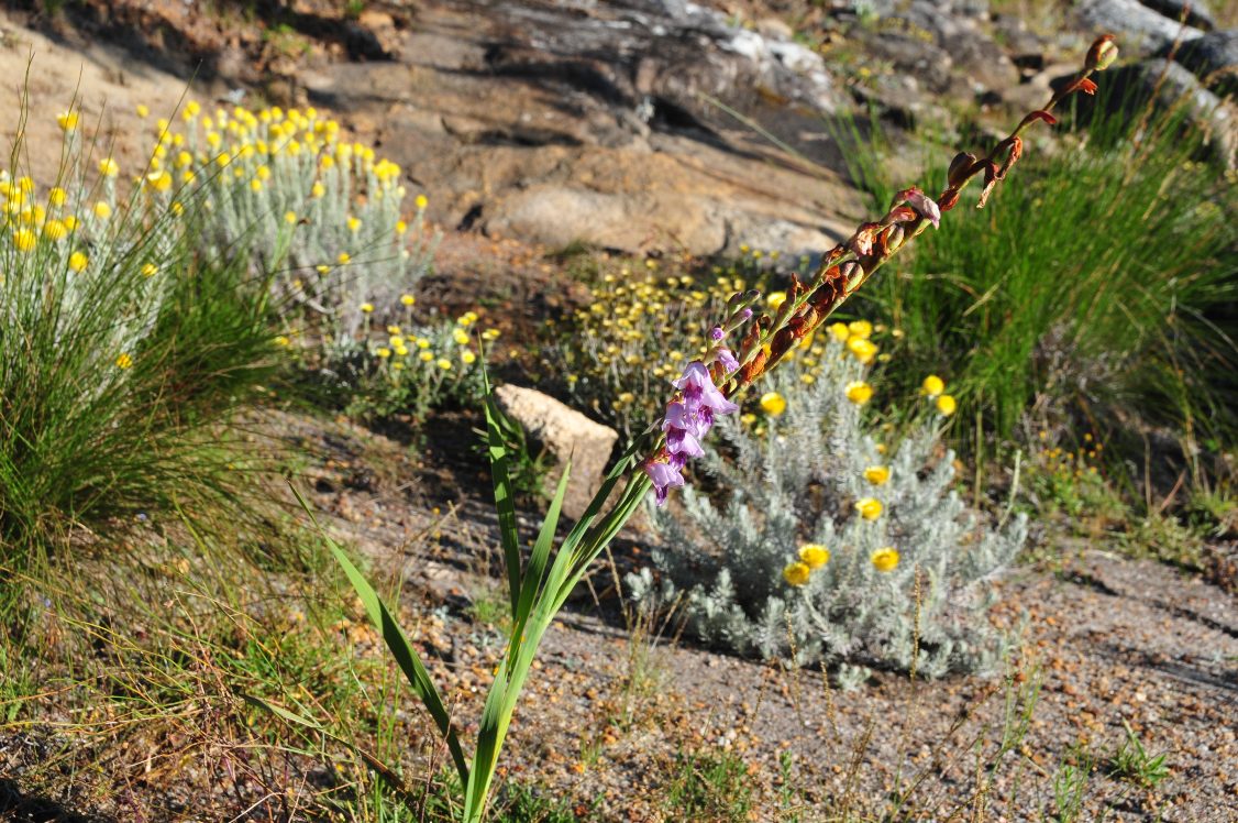 With a backpack through Africa: Mulanje Mountains / Sapitwa Peak (3002m)