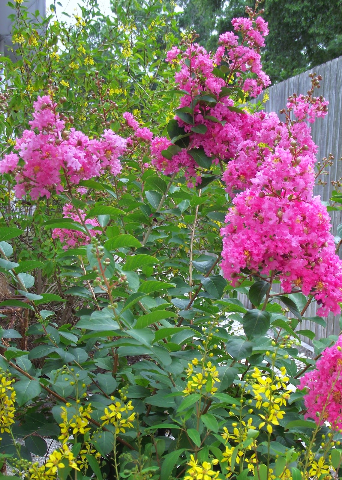 A WHITEWASHED COTTAGE: Crape Myrtles In Full Bloom
