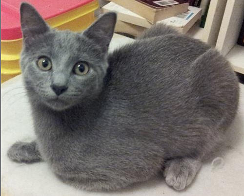 Feline Rescue Cat Tales: Gray Kittens Looking for Homes