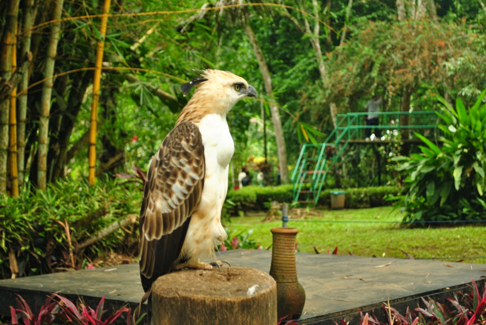 Backpacking Pilipinas: Inside the Philippine Eagle Center in Davao City