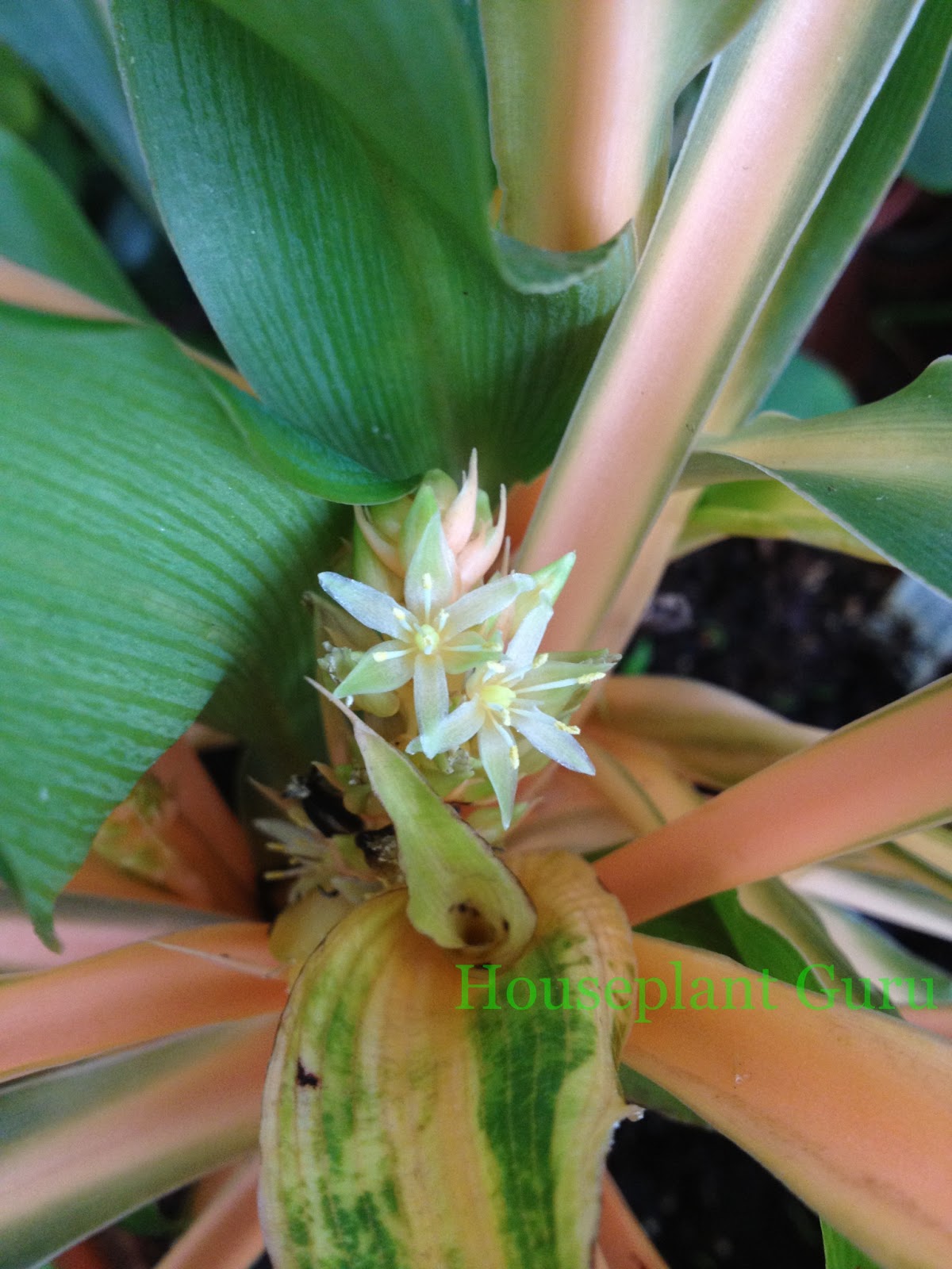 Houseplant Guru: February 2013