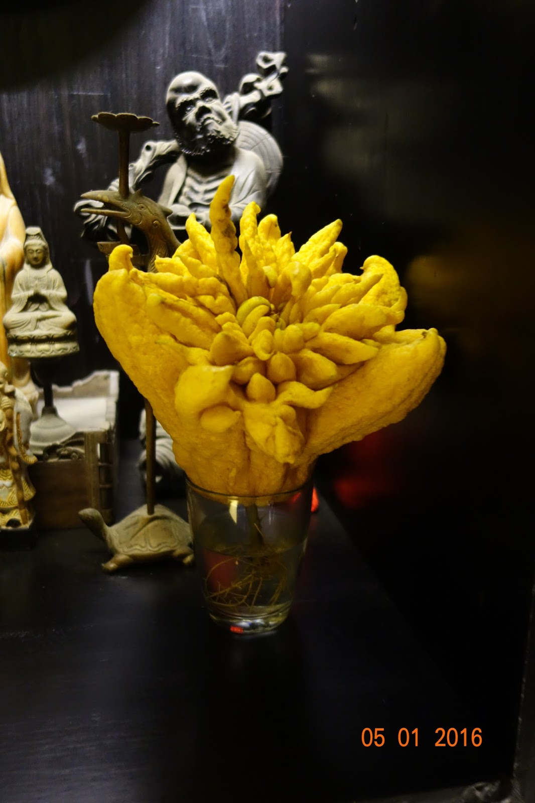 ChristianPFC - Adventures in Thailand: Buddha's hand fruit