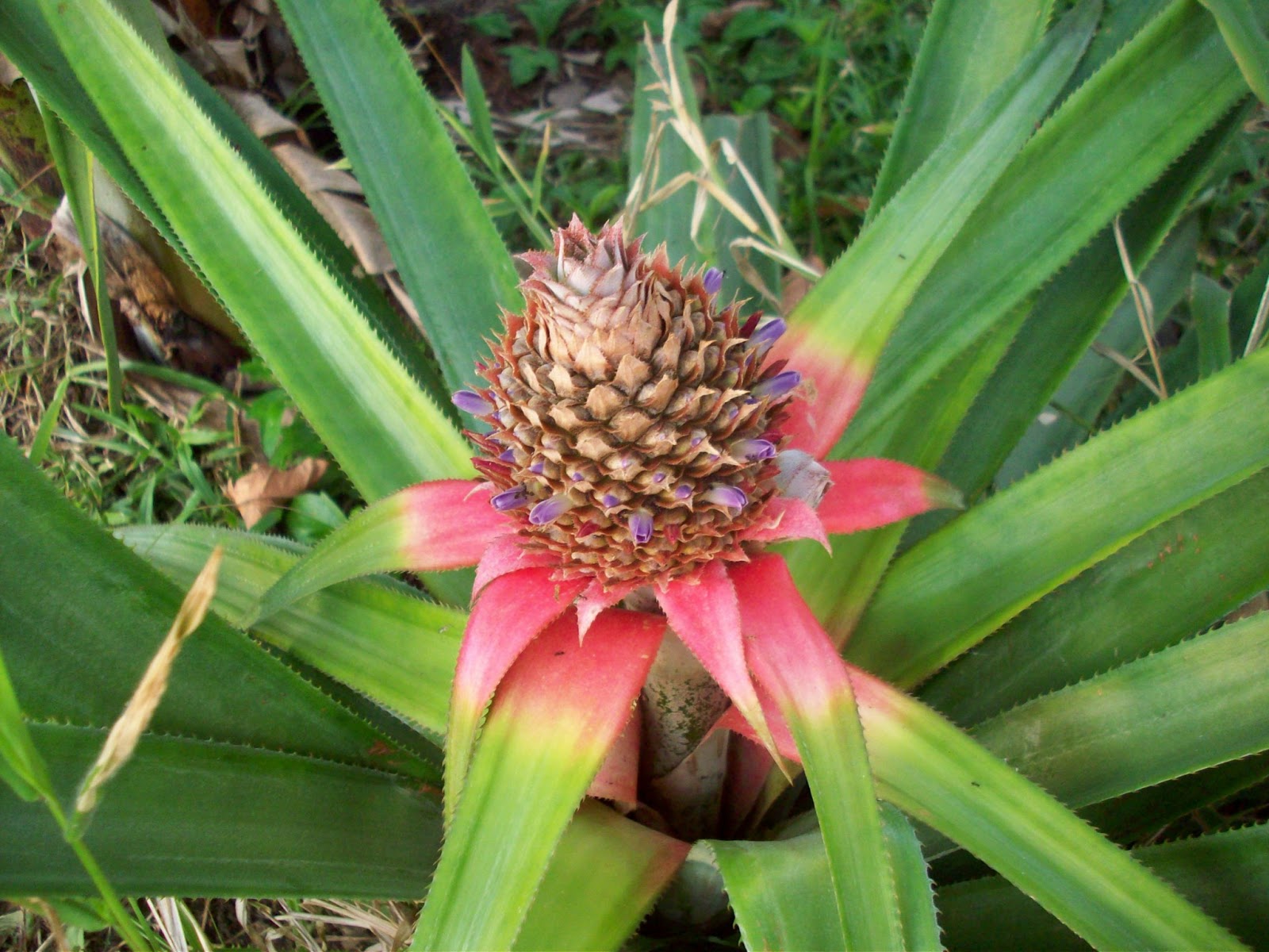 FALSE BLUFF NICARAGUA: Pineapple