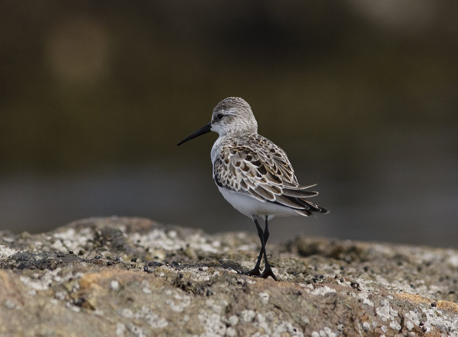 pewit: Western Sandpiper