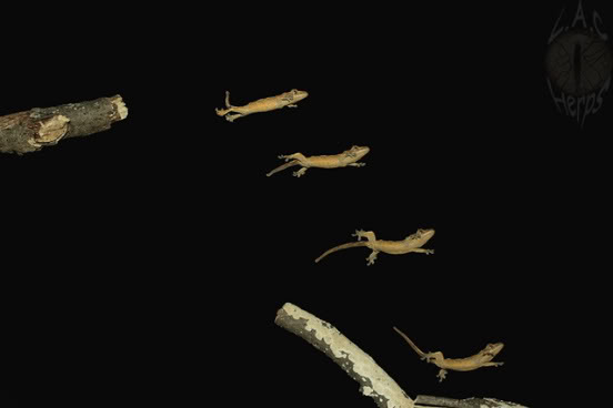 A Rock in the Desert: Crested Geckos: The Facts