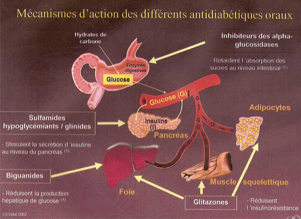 thérapie anti-diabètique - constantine ~ COURS de la pharmacie