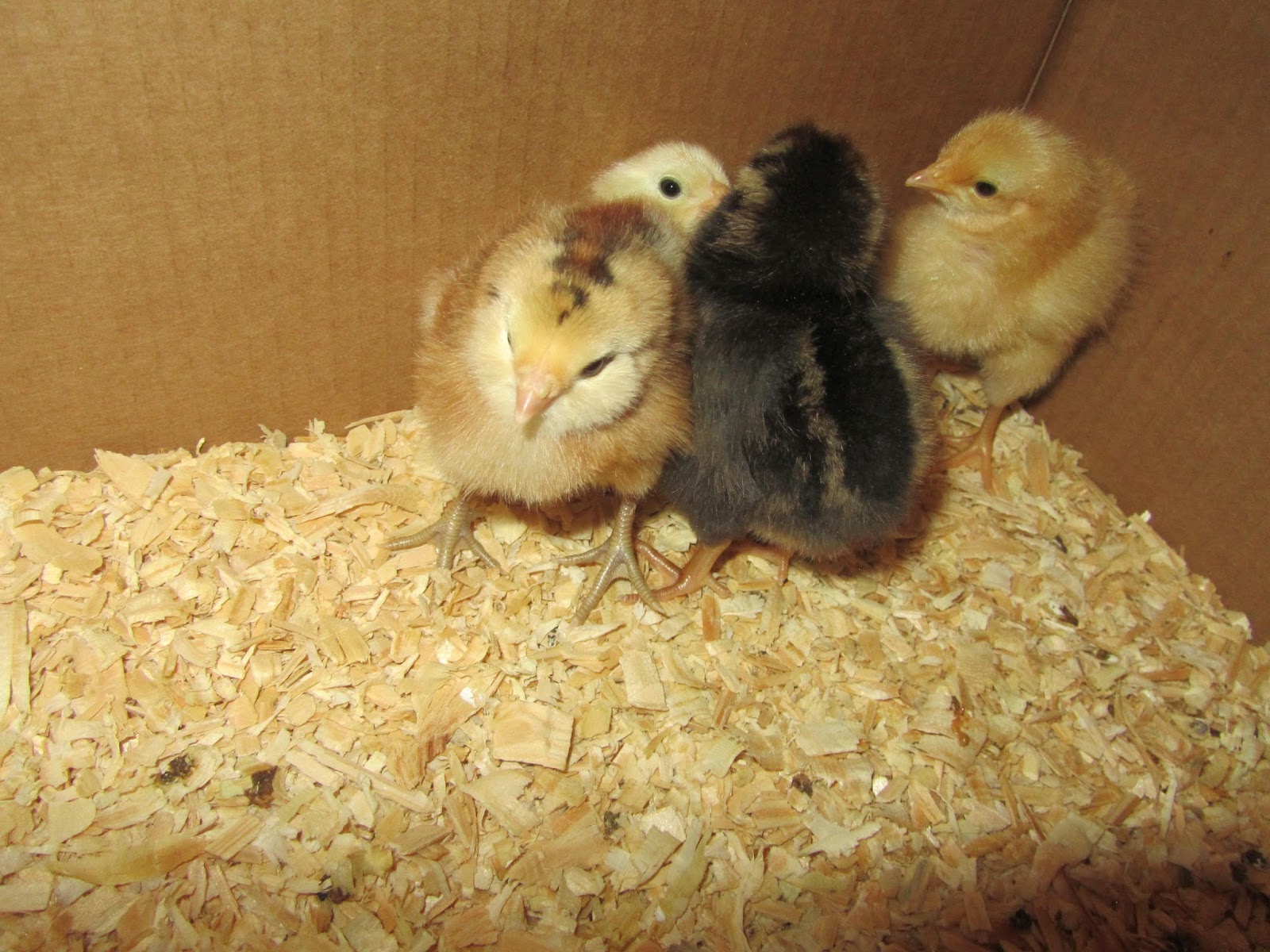 Freestyle Homemaking: The Chicks are Here!
