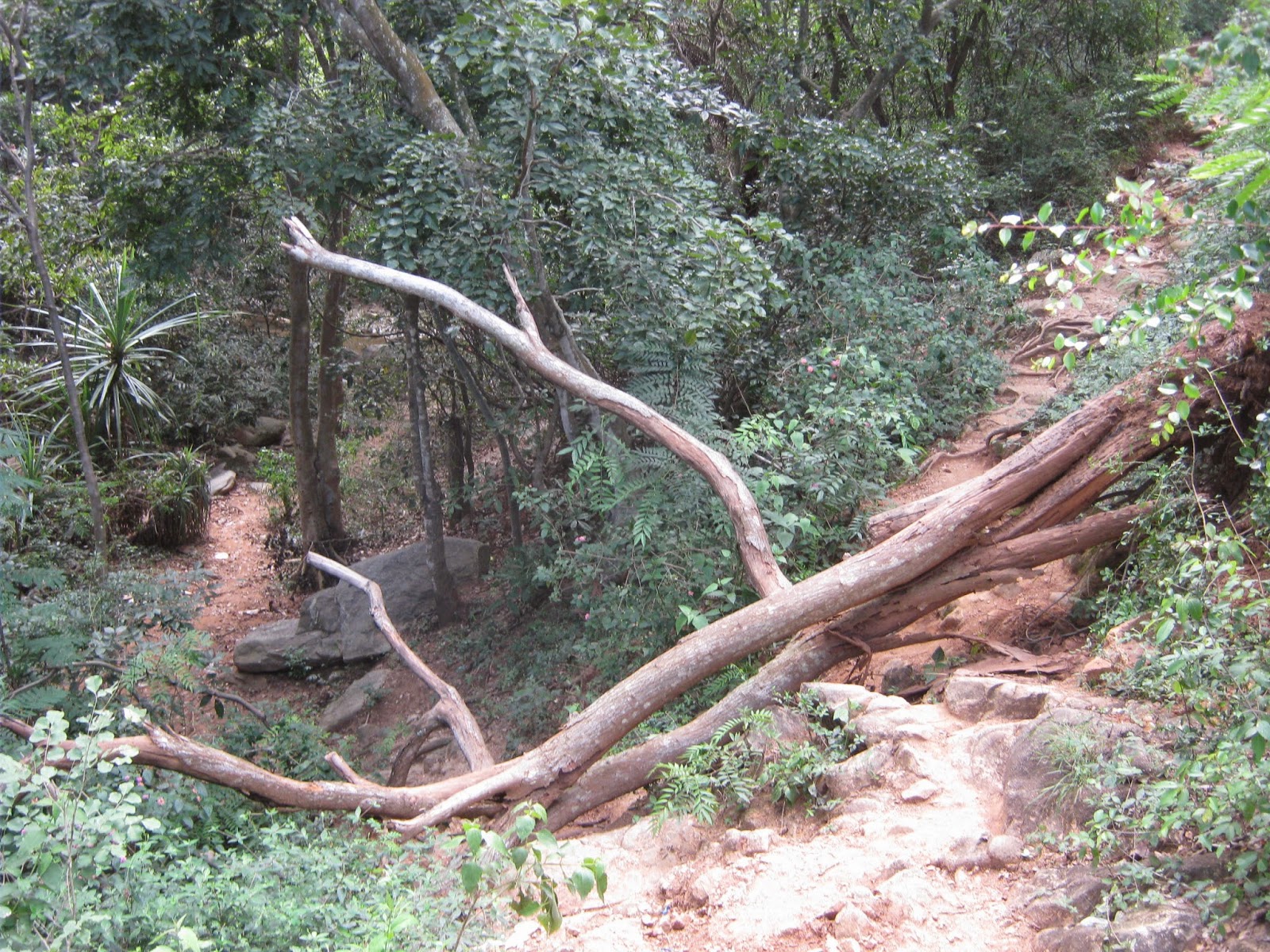 MuthyalaMaduvu , Pearl Valley , Anekal , near Bengaluru