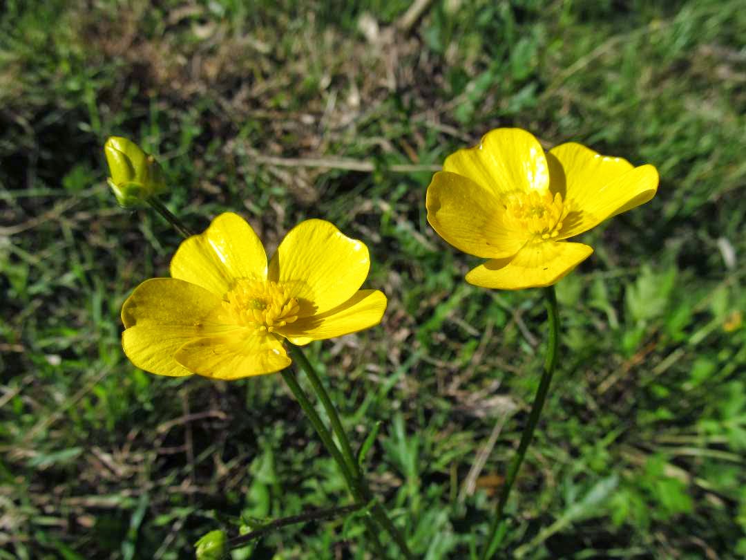 Ranunculus lappaceus - Alchetron, The Free Social Encyclopedia