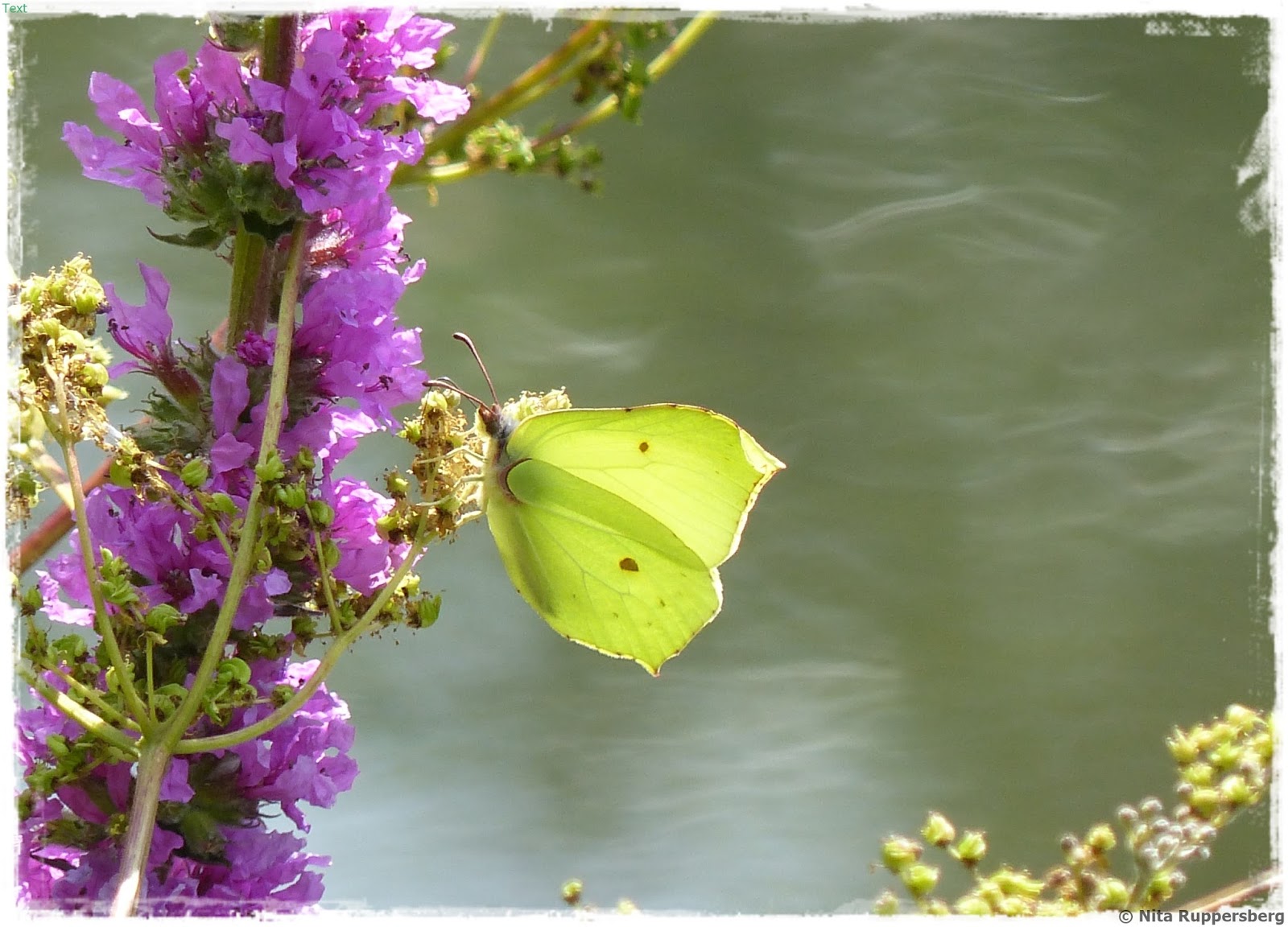 Kaalvoet in Engeland: Skone Skoenlappers