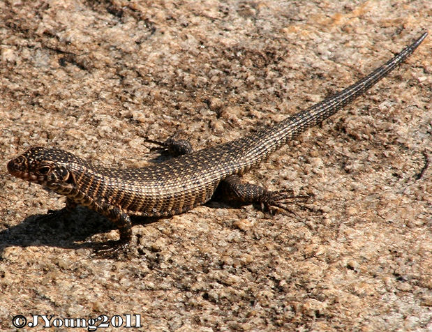 South African Photographs: Giant Plated Lizard (Gerrhosaurus validus ...