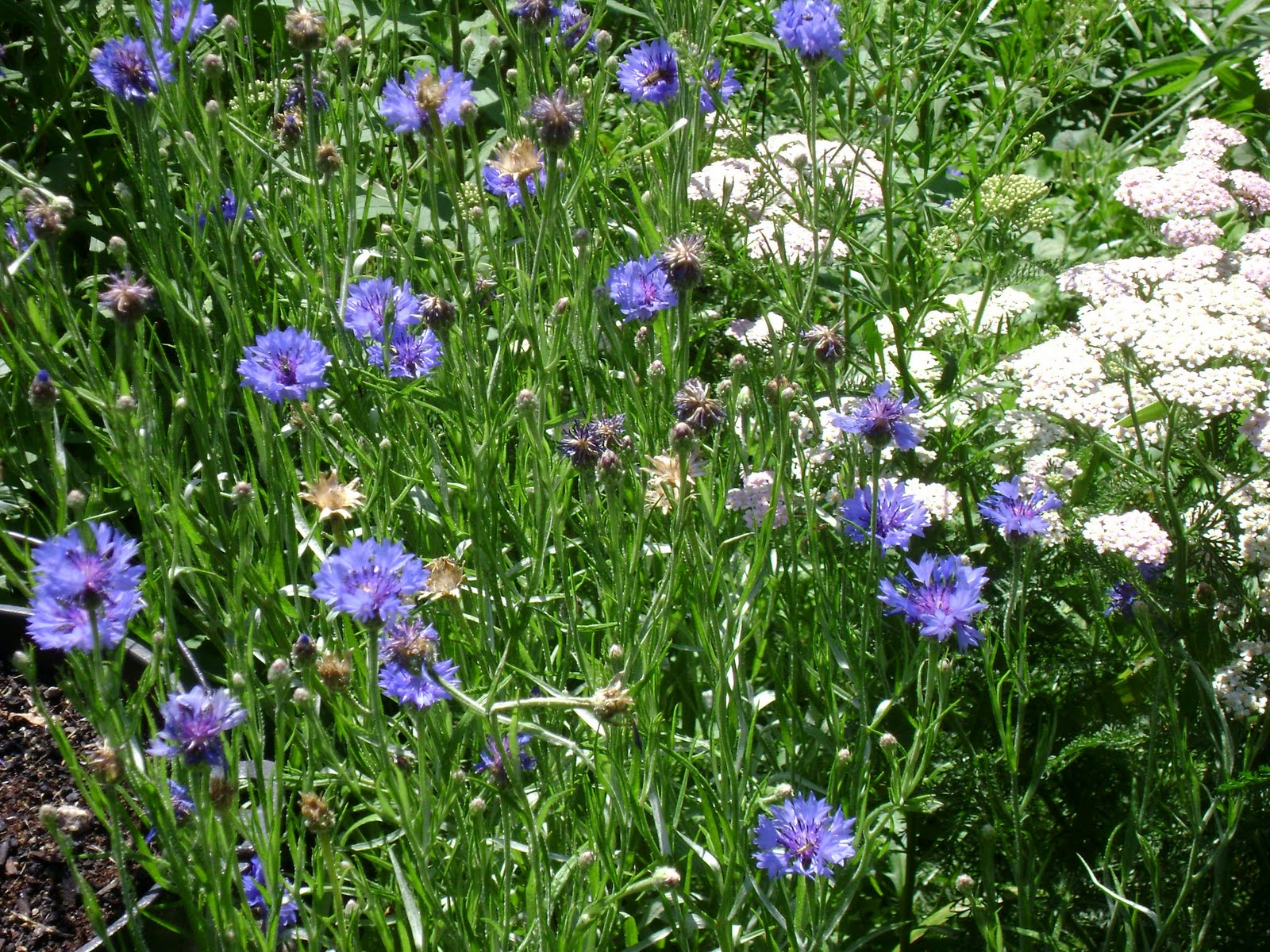 Prairie Rose's Garden: GBBD: Early Summer Blooms