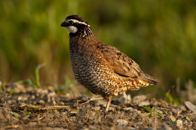 How to Care for Quail Birds